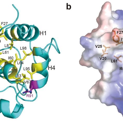 Classification Of Bone Quality According To Lekholm And Zarb 12 I Download Scientific