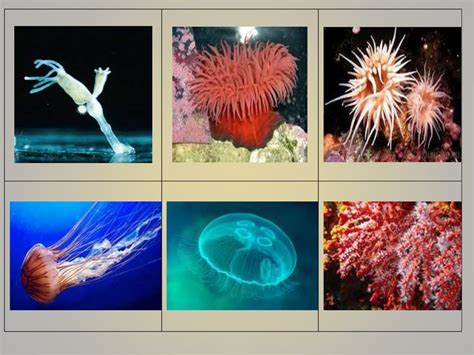 Кишковопорожнинні Гідра презентация онлайн