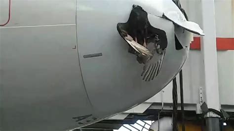 Bird Strike Pics That Are A BASH EBaum S World