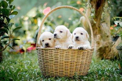 【夢占い】たくさんの犬が出てくる夢は恋愛運up？子犬茶色助けるなど状況別意味 Callat Media カラットメディア
