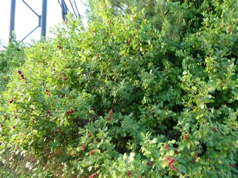 Aromatic Sumac Root System At Piper Paltridge Blog