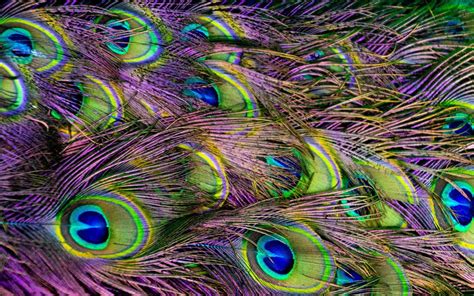 Peacock Hd Wallpaper Widescreen 1920x1080 Hd Peacock Hd Wallpaper