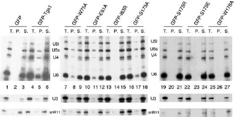Analysis Of M 3 G Cap Formation In Cells Carrying Tgs1 Point Mutants