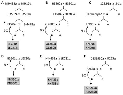 Pathogens Special Issue Pathogenesis Of Cryptococcus Neoformans