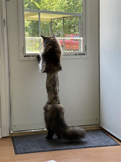 My Friends Cat Got Shaved At The Vet And Now She Looks Like A Game Of