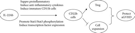 Il 22ab Regulates The Phenotype And Function Of Cd11b⁺ Cells To Induce