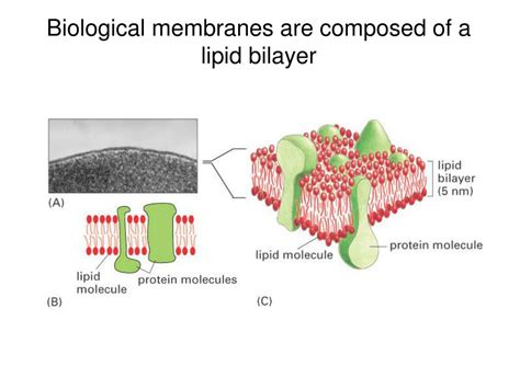 Ppt 012010 Lecture 4 Cellular Building Blocks Lipids And Membranes Powerpoint Presentation
