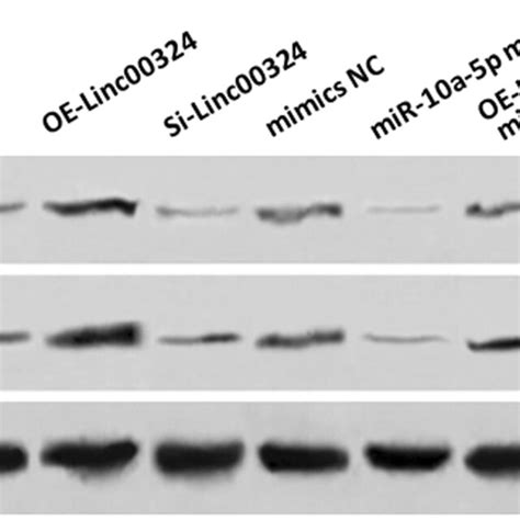 Linc00324mir‐10a‐5p Axis May Be Involved In Nf‐κb Pathway The