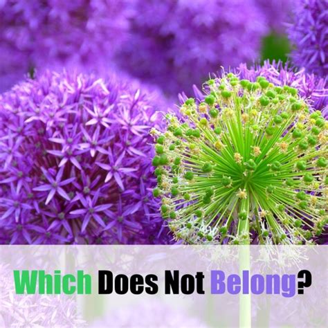 Aba Problem Solving Which Doesnt Belong Game By Optiqal