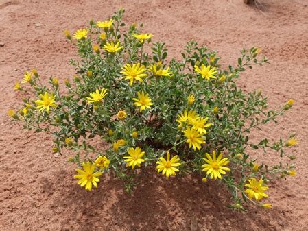 Golden Aster Heterotheca