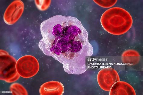 Macrophage Illustration High Res Vector Graphic Getty Images