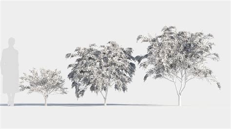 Callistemon Endeavour C 3d Model Cgtrader