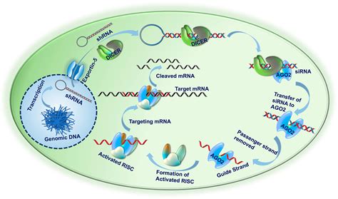 Emergence Of Small Interfering Rna Based Gene Drugs For Various
