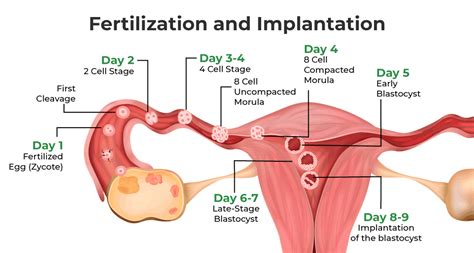 Fertilizations And Implantation Geeksforgeeks