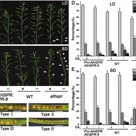 Pdf Athspr Is Involved In Ga And Light Intensity Mediated Control Of