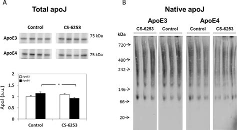The Effects Of Apoe Genotype And Cs 6253 On The Levels And Lipidation Download Scientific
