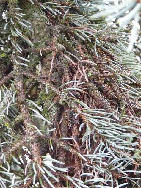 Spruce Mites Cultivate Garden And T