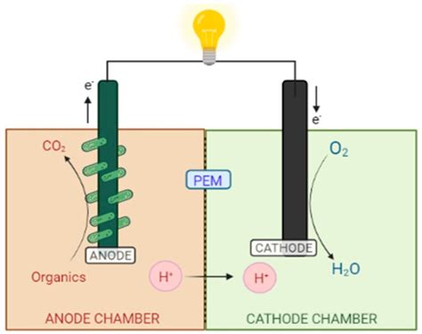 Microbial Fermentation Cell Banking