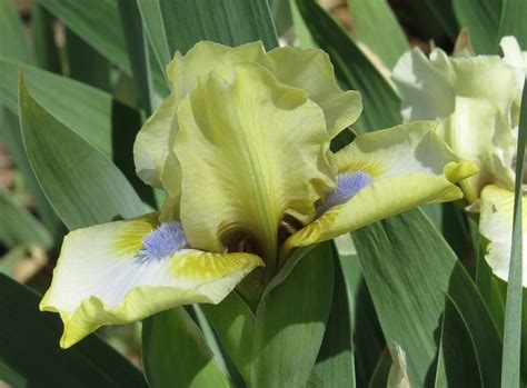 Dixie Pixie Plant Leaves Green Flowers Gardening 101