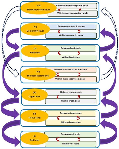 Conceptual Diagram Of The Seven Hierarchical Levels Of Organization Of