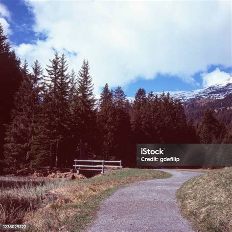 아날로그 필름 슬라이드 기술로 촬영한 봄의 스위스 호수에 있는 나무 렌쩨르하이데에 대한 스톡 사진 및 기타 이미지 렌쩨르하이데 섬 아로사 Istock