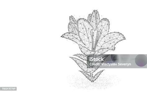 百合花低多邊形設計 花園球狀植物抽象幾何圖像 花線框網格多邊形向量插圖 由白色背景上的點和線向量圖形及更多線框圖片 線框 花 三角形