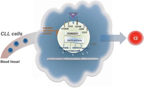 Interaction Of Cll Cells And The Lymph Node Microenvironment Download Scientific Diagram