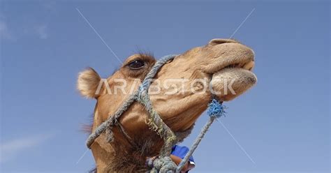 A Close Up Of A Camel In A Nature Reserve Camel And Camel Breeding A