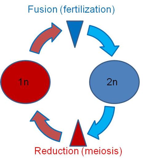Sexual Reproduction Wikipedia