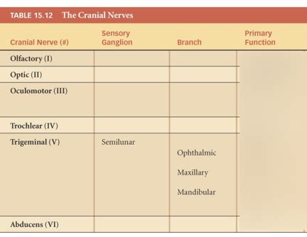 Cranial Nerve Primary Functions 1 6 Lab Exam 2 Diagram Quizlet