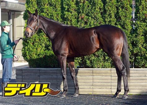 アルマヴェローチェ馬体診断デイリースポーツ Online