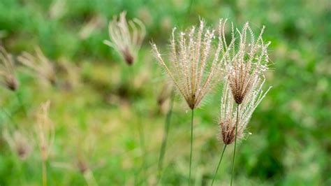 Crabgrass Vs Goosegrass Which Pesky Weed Is In Your Lawn