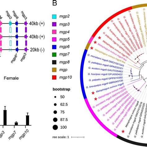 Overview Of The Conservation Of M Ovinus Milk Protein Genes And Their