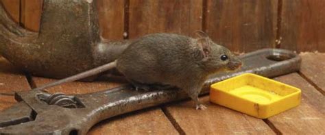 How Do You Get A Mouse To Come Out Of Hiding Prokill UK