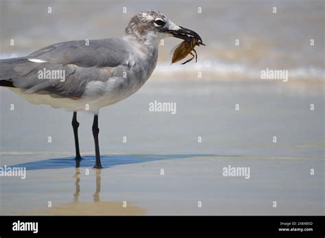 A Laughing Gull Feasts On A Giant Water Bug The Bug Escaped Several