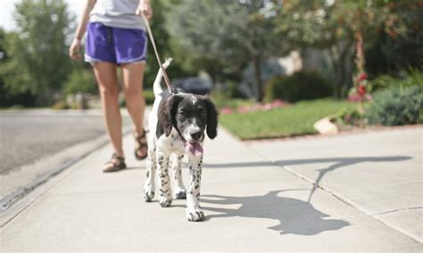 Persona Paseando Perro