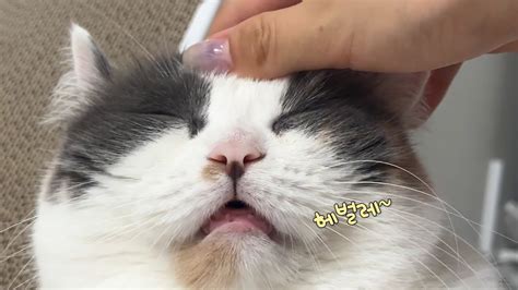미간 만져주면 좋아서 입 벌리는 고양이 ㅋㅋㅋ Youtube