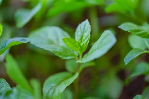 Top 10 Natural Pain Killers You Can Try Today Garden Crafter
