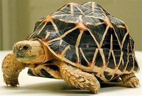 Care Sheet For Young Indian Star Tortoises Lizard Lady