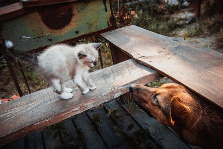 猫摄影图片 猫摄影作品 千库网
