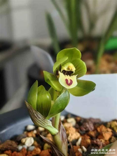 空谷足音和环球荷鼎同时开了 中国兰花交易网