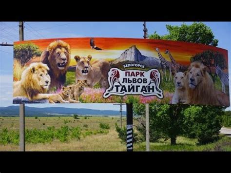 Знаменитый парк львов "Тайган"/ Вся правда о ценах/ 18+ - YouTube