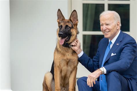 Joe Biden Muss Sich Von Hund Commander Verabschieden Sofortiger Auszug