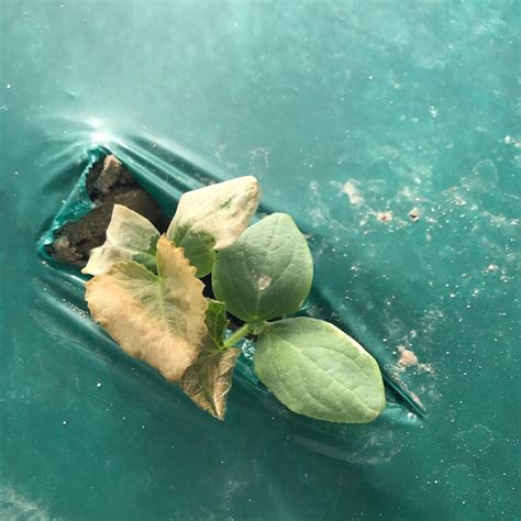 Recognizing Cold Injury In Spring Crops — Plant And Pest Advisory