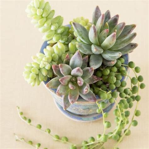 Descubre los nombres y fotos de las plantas suculentas más hermosas