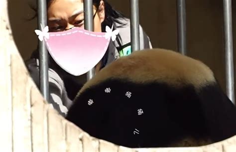 “이분은 처음 보는 사육사인데 ” 푸바오 돌봐주는 여자 사육사 정체 공개되자 팬들 가슴 뭉클해진 이유 개감동이양