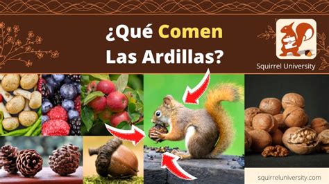 Qué comen las ardillas Y lo que hay que EVITAR Universidad de la