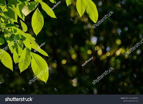 1 629 Nutural Color 图片、库存照片和矢量图 Shutterstock