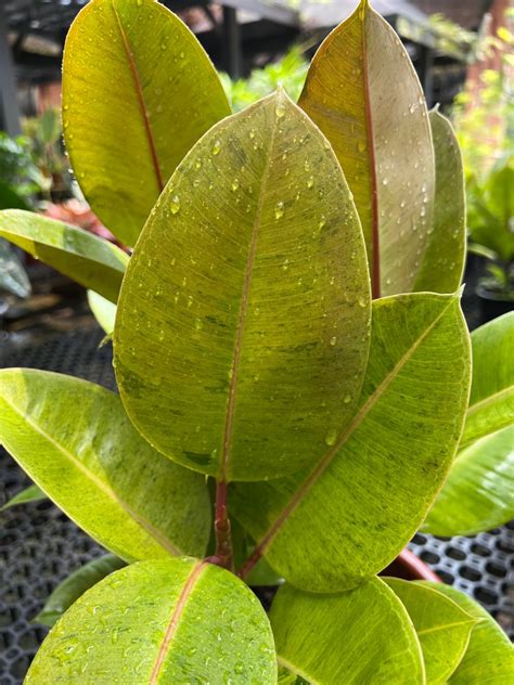 Ficus Elastica Shivereana Furniture And Home Living Gardening Plants
