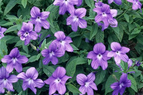 Outdoor Plants That Do Well In Shade Back Gardener